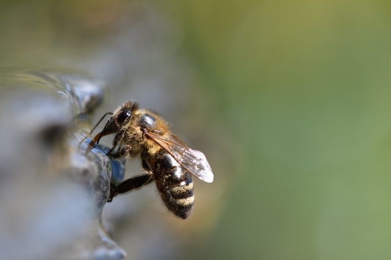 Insect Bite Allergy: What It Is, Main Causes, and Treatments | Famivita