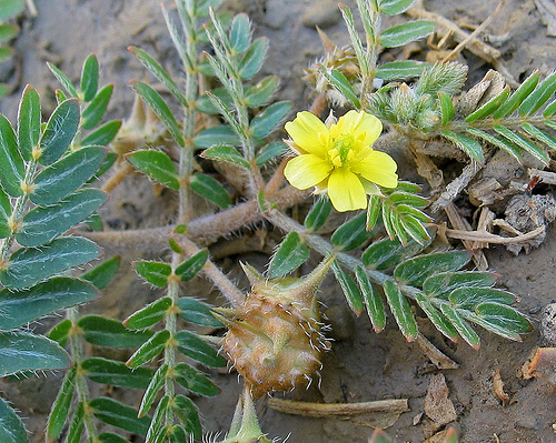 What Are the Benefits of Tribulus Terrestris? | Famivita